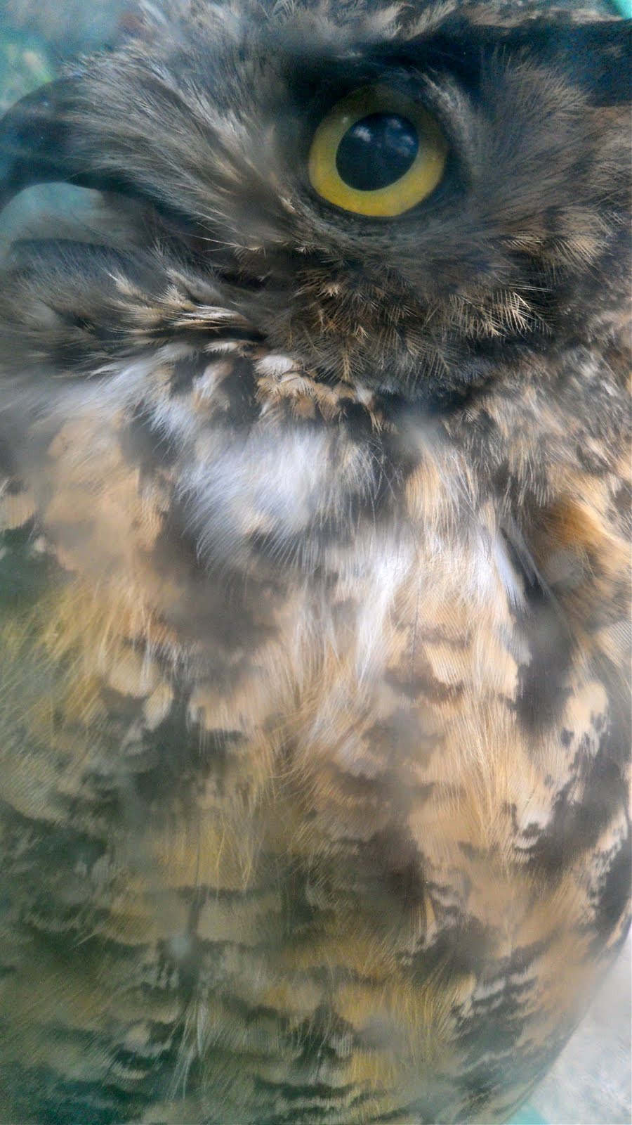 CIENTOTRES: Aves en el zoo de Toluca by jesus garcía.
