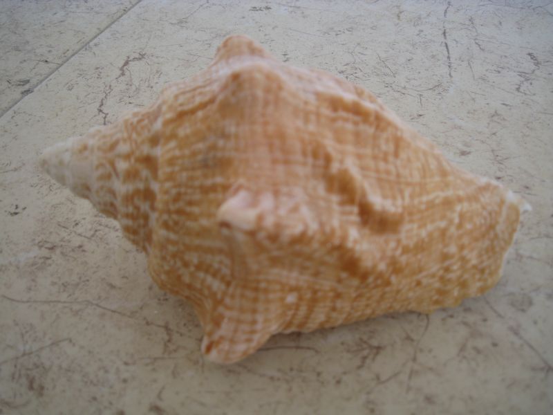 Life's a beach in the Yucatan: Beach Combing and Creative ideas with Shells