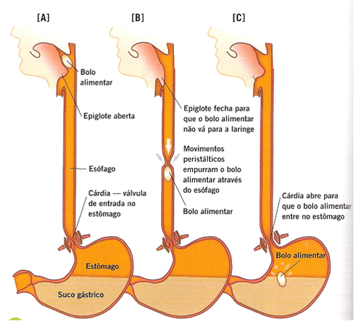 Sistema digestivo: Tubo digestivo - Esófago