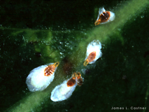 Mi Cuaderno forestal: Homoptera