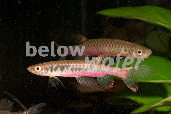 Belowwater.com Rare Fish Blog: Copella vilmae and Crenuchus spilurus