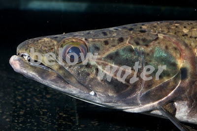Belowwater.com Rare Fish Blog: Hoplias aimara (macrophthalmus ...