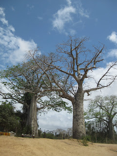 Mathews Adventures in Africa... and Norway... and now India!: The ...