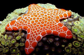 Oceans Animals.... Seas Life.... Underwater.... SeaWorld: Starfish