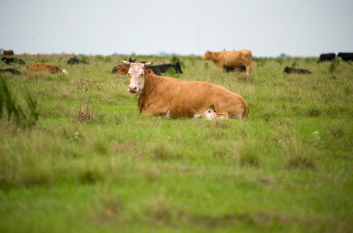 Geography of Houston