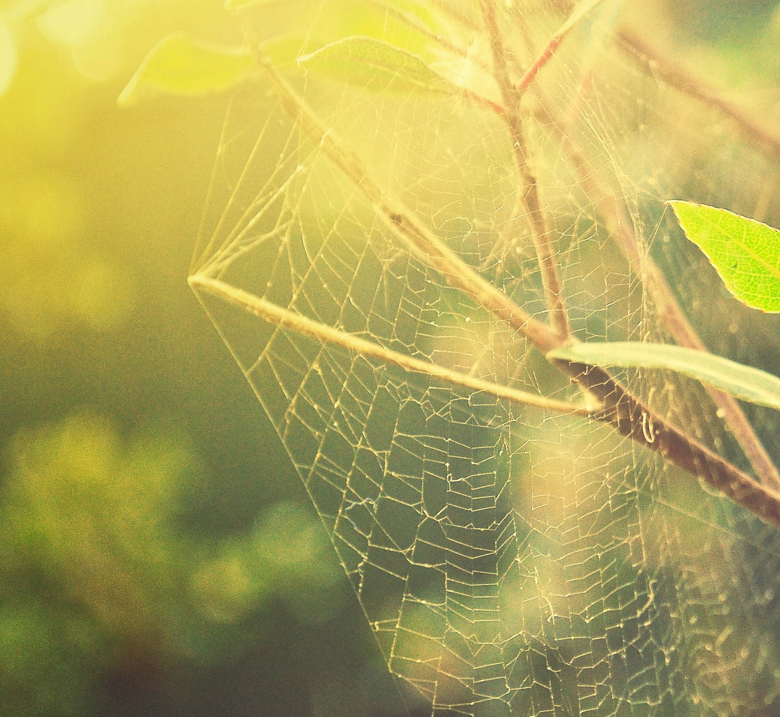 Farhad Daud // photography + blog: # A Spidery Handwriting