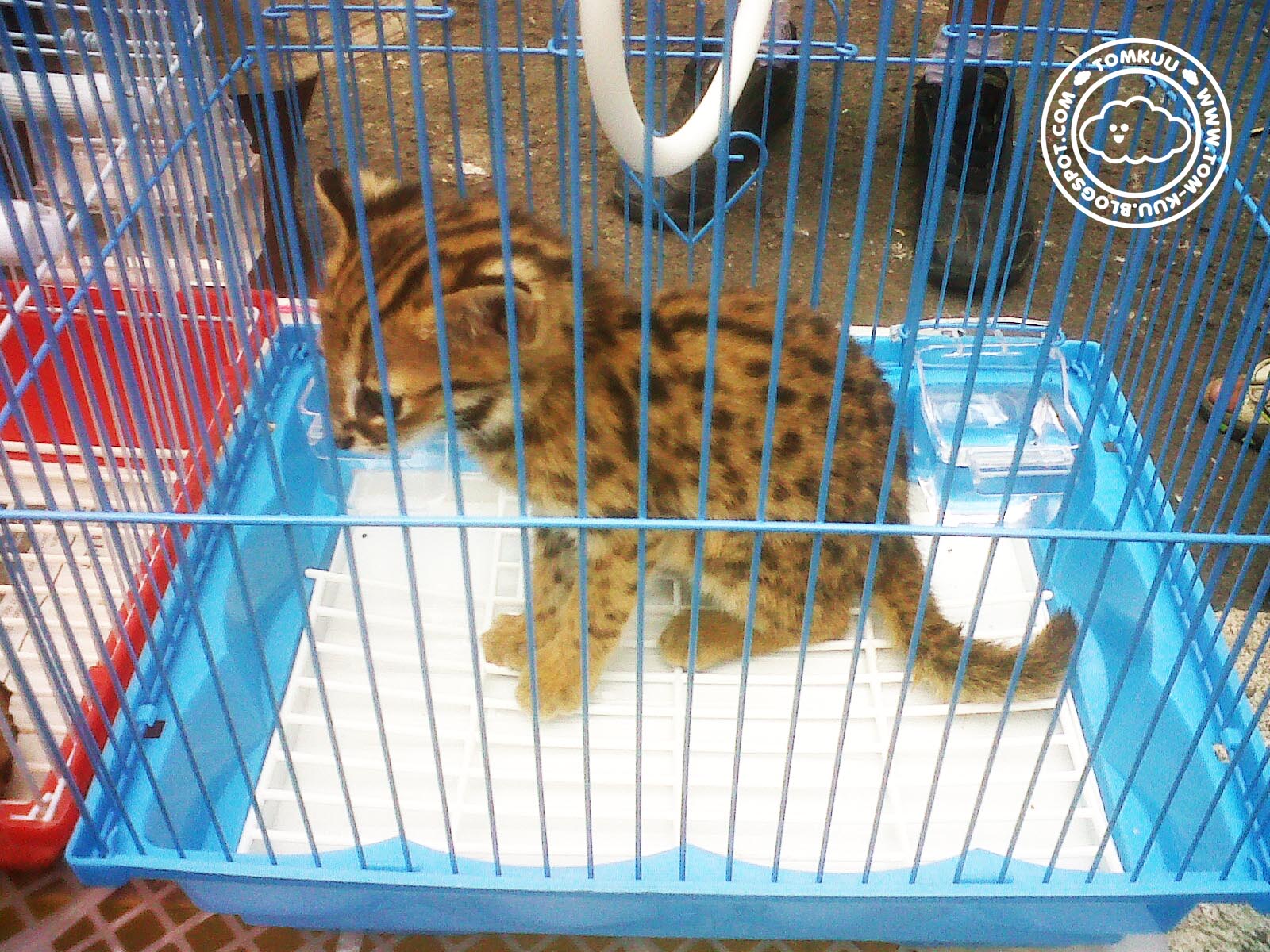 Foto Kucing Hutan Atau Meong Congkok Terlucu