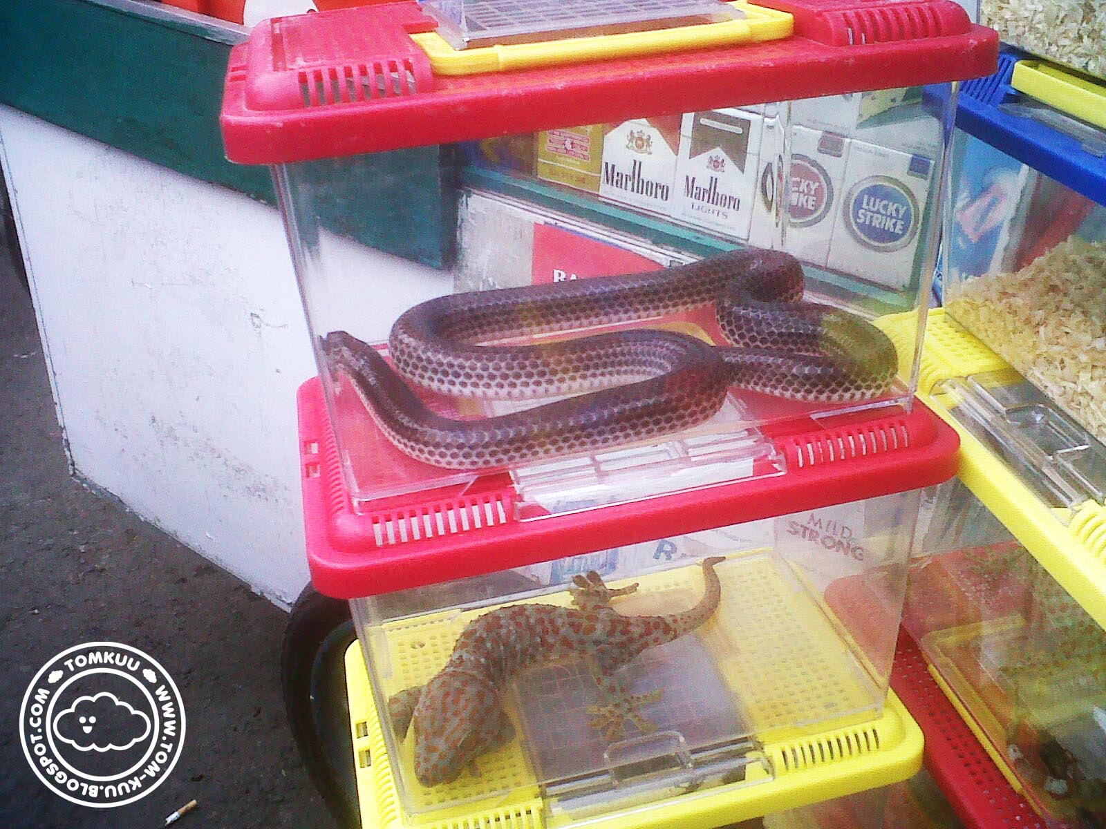 TOMKUU: Pet Market - BIP (Bandung Indah Plaza)