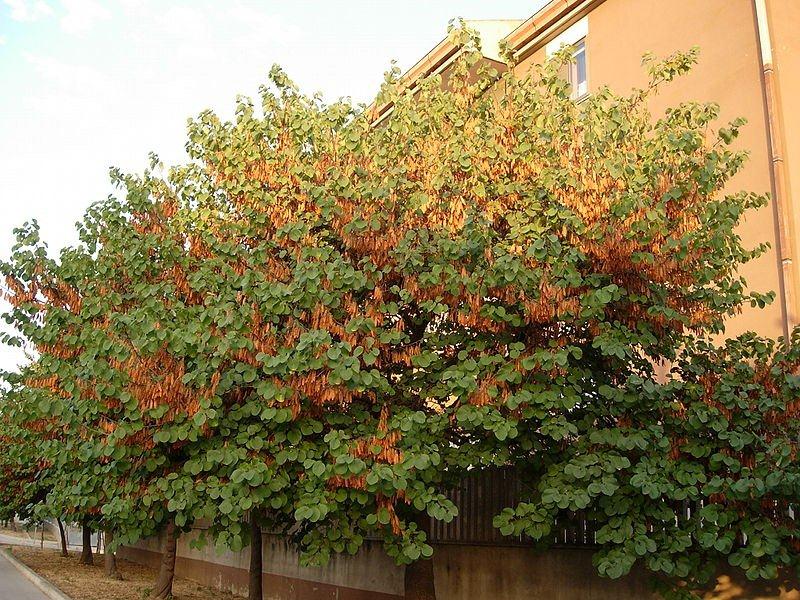 PROF. COSMO TRIDENTE - Molfetta: L' albero di Giuda