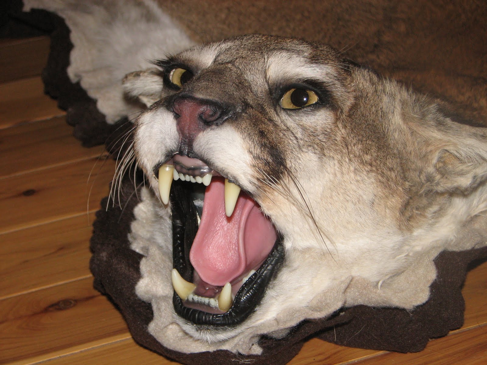All Seasons Taxidermy: Mountain Lion Rug