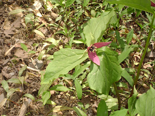 Smoky Mountain National Park Hiking & CC-Skiing: Post 900 Hike #41 ...