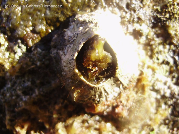 Fauna de Fuerteventura: Megabalanus azoricus (claca)