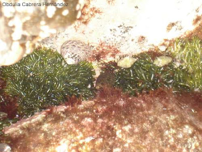 Flora de fuerteventura: Valonia utricularis