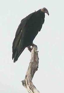 Mundo animal®: Curiosidade sobre o Urubu