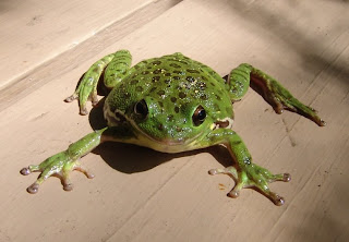 Audubon South Carolina: Geckos and Treefrogs