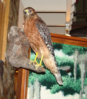 Audubon South Carolina: Red-shouldered Hawk