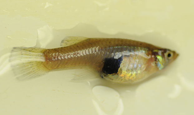 Audubon South Carolina: Mosquito Fish