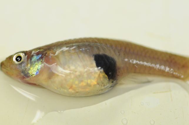 Audubon South Carolina: Mosquito Fish