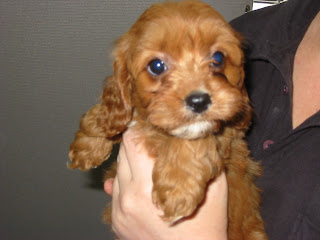 Melbourne Puppies: Cavoodle Female Ruby MP 0009 SOLD
