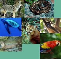 ZOOLOGÍA: REGION NEOTROPICAL