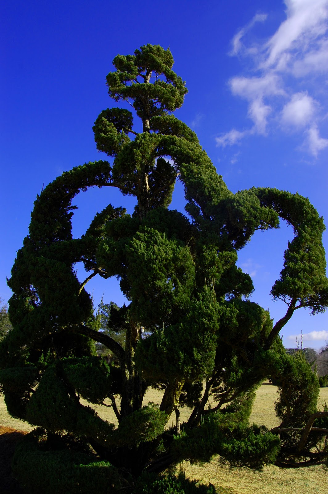 Self-taught SC: An Ethological & Artistic Survey: The Muscle behind the ...