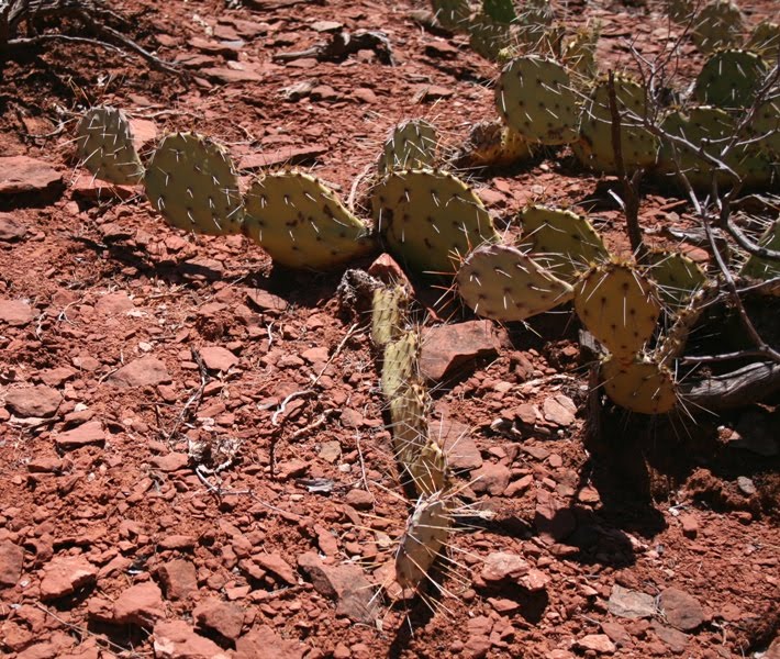Acorn to Oak: Desert Delights