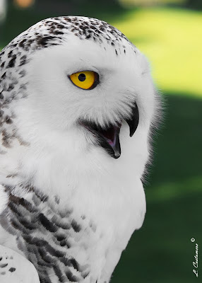 Un Mundo Animal*•.¸: LA CIENCIA ,EL HOMBRE Y LOS ANIMALES