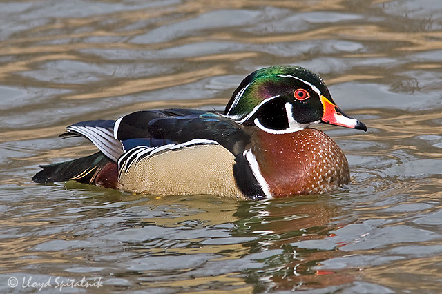 Telling Secrets: The Leadership of Ducks