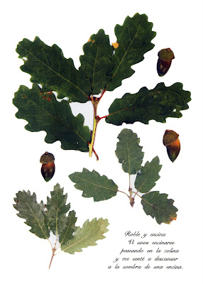 Plantas Medicinales: Roble y Encina