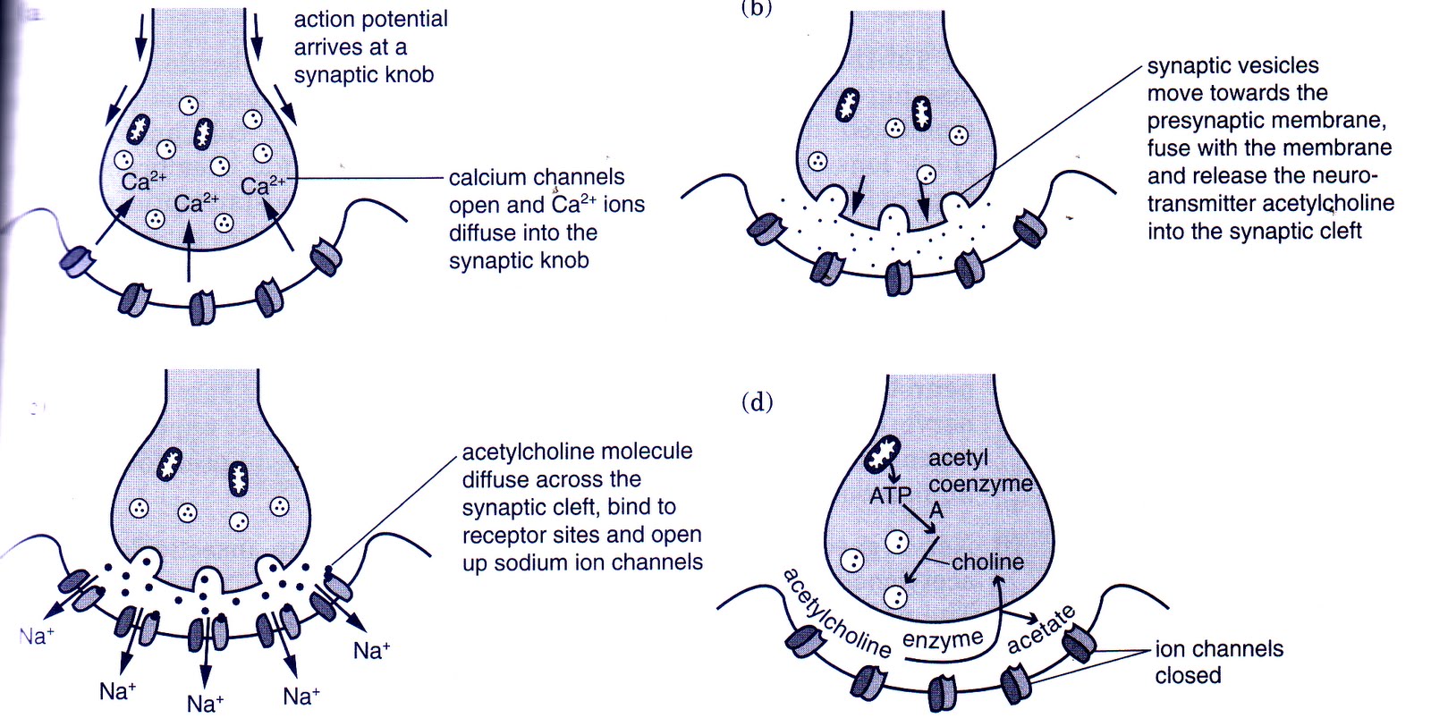 ELDY's blog: JALANNYA IMPULS DI NEURON