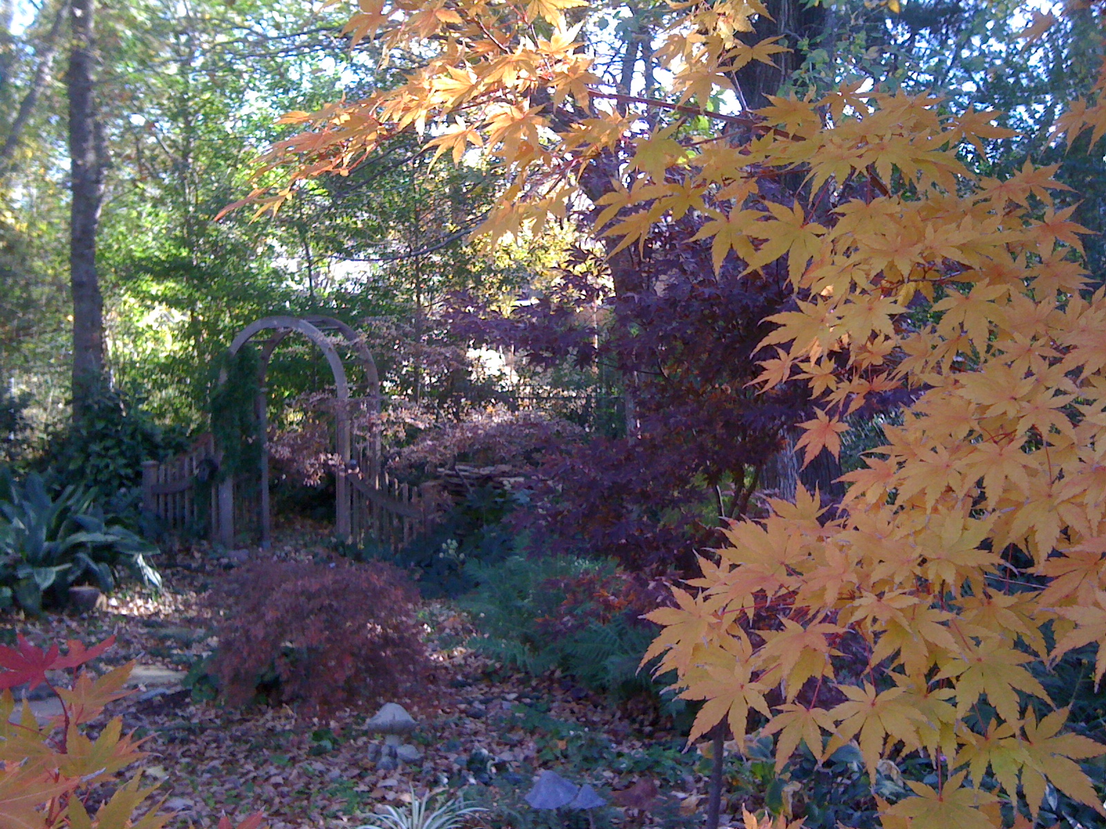Signature Gardens: Autumn in December - Marvelous Maples
