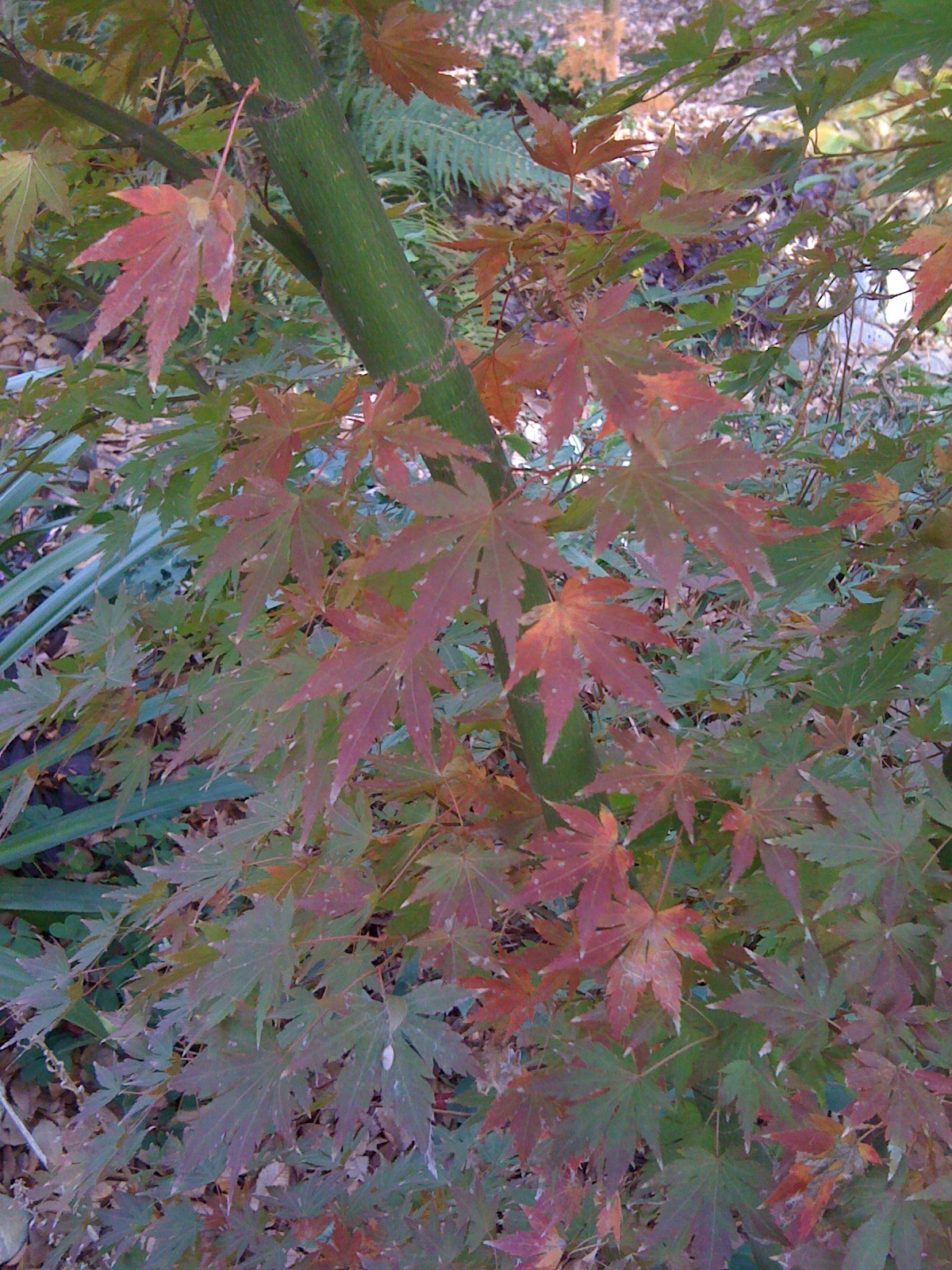 Signature Gardens: Autumn in December - Marvelous Maples