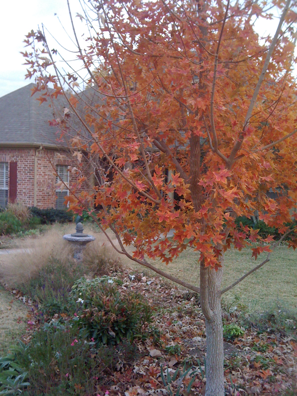 Fire Dragon Shantung Maple