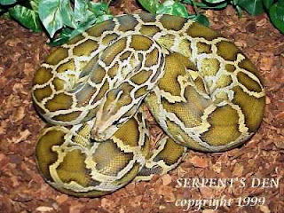 SNAKES: Snake Lovers