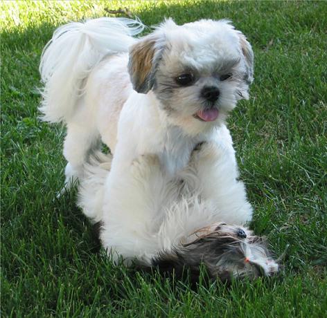 Lhasa Apso Haircuts | Dog Breeds Index
