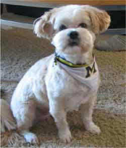 Lhasa Apso Haircuts | Dog Breeds Index