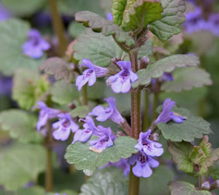 Down To Earth Medicine: GROUND IVY