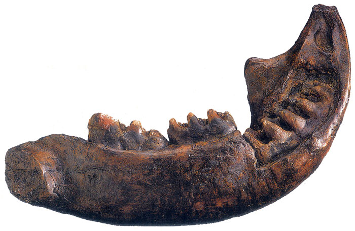 JÔNATAS ARQUIVOS: Haplomastodon