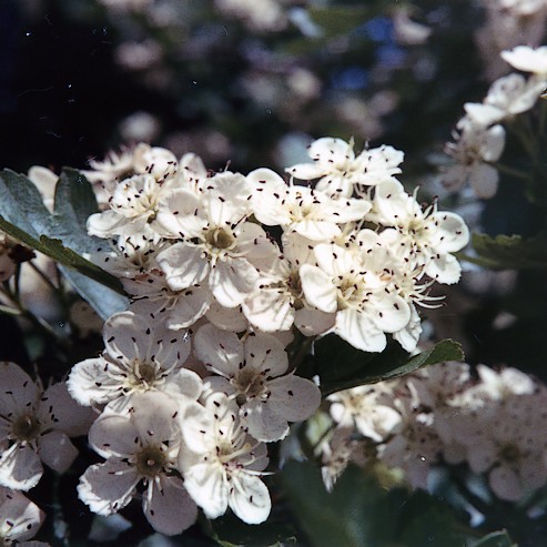 Flore sauvage en Suisse (et Jardins botaniques): CRATAEGUS MONOGYNA Jacq.