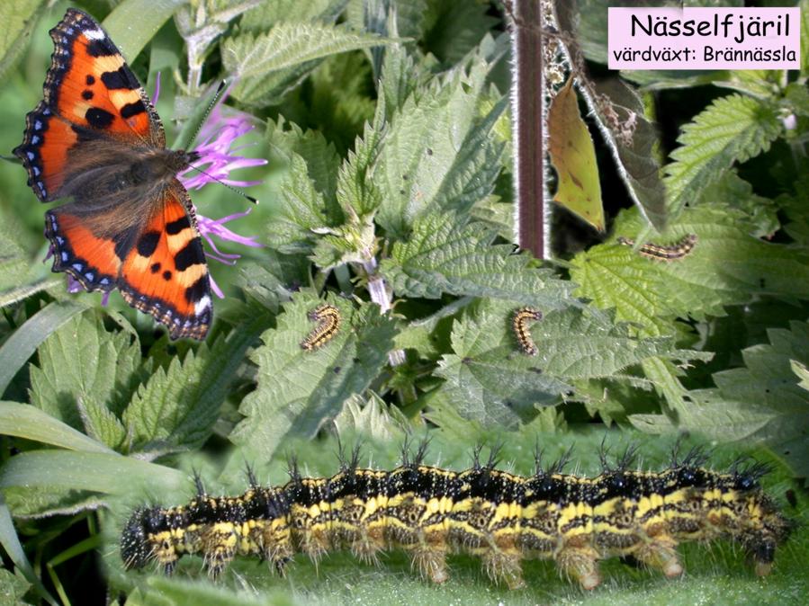 Mälarönatur I: Larverna