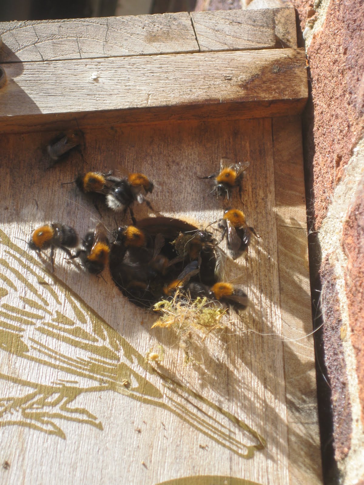 Our family's nature blog...: tree bumblebee nest