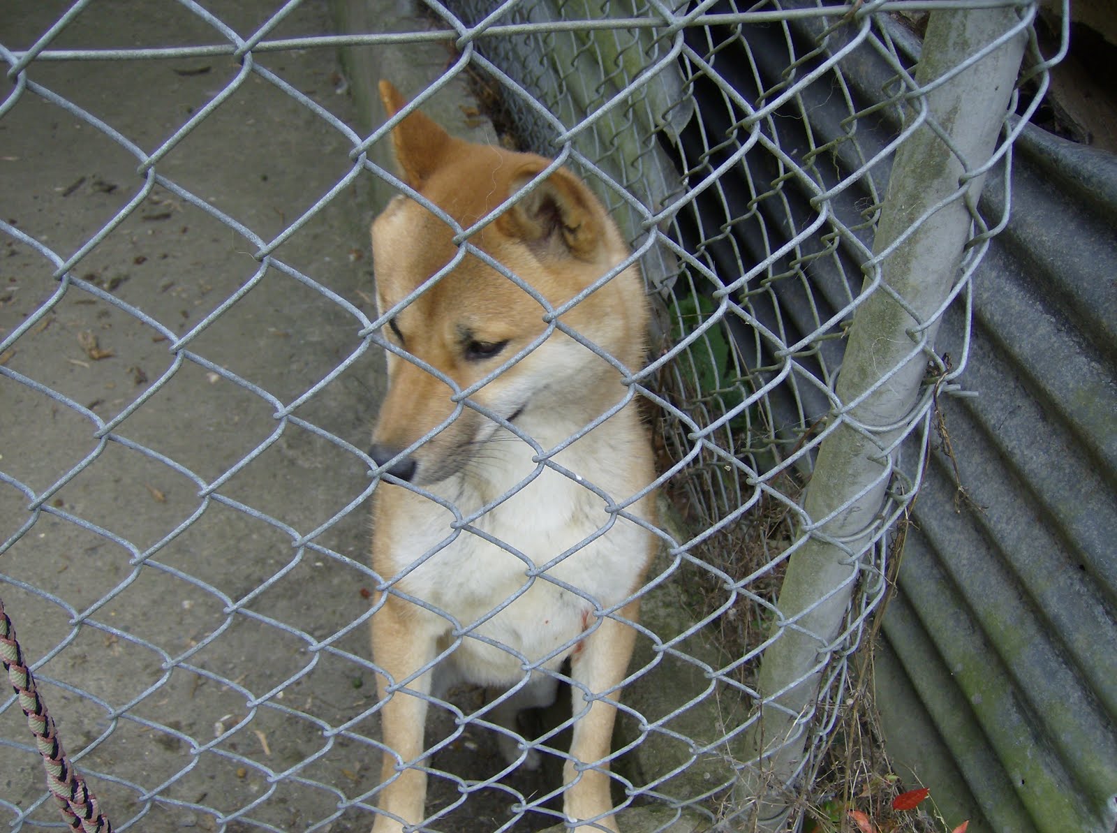 Life on a Welsh Farm: Stray Japanese Shiba Inu, Labrador Puppies ...