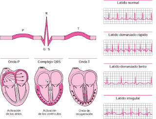 [Z]epeda EU: Ritmos de ECG..!!