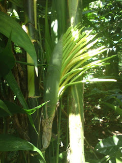 blognatural: Planta d pacaya