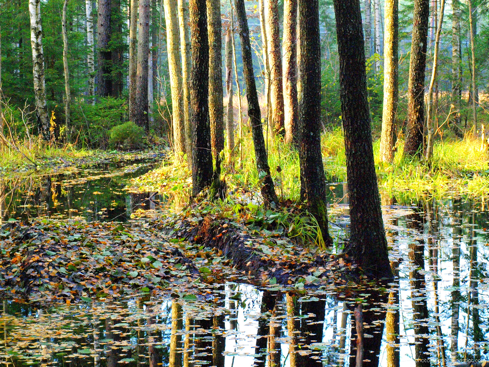 Rudens, mežs, peļķes - PhotoBlogSite