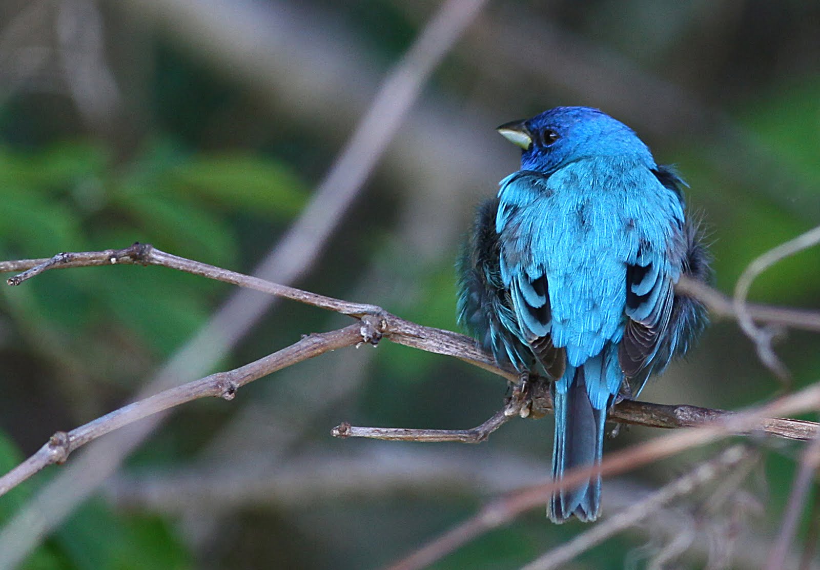 Hannibal's Animals: Indigo Bunting