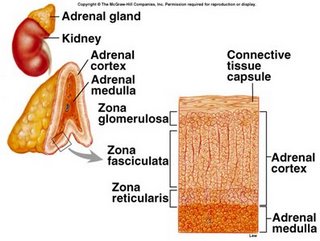 suprarenal (image)