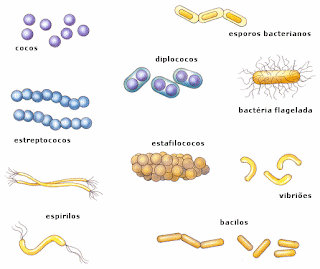 Agentes patógenos: Las bacterias. ¿Qué aspecto tienen las bacterias?