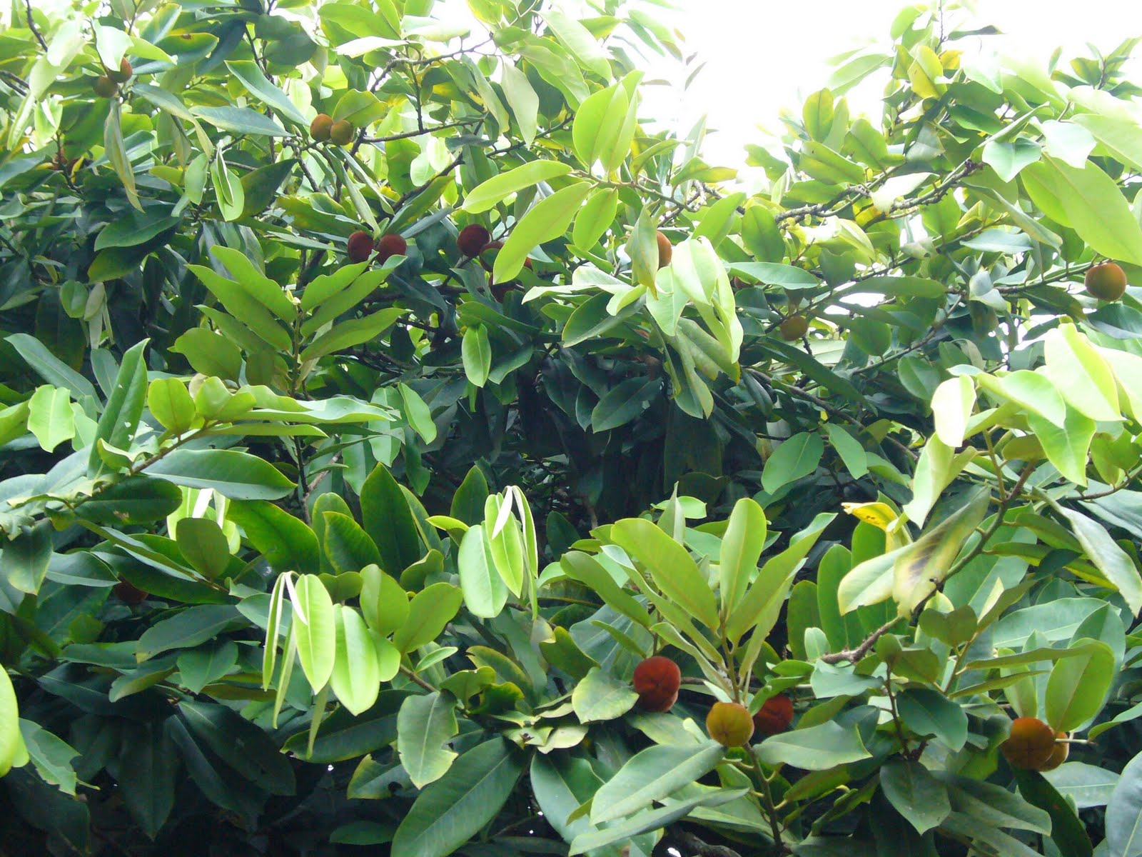 Sinar Hidup: Pokok Mentega....