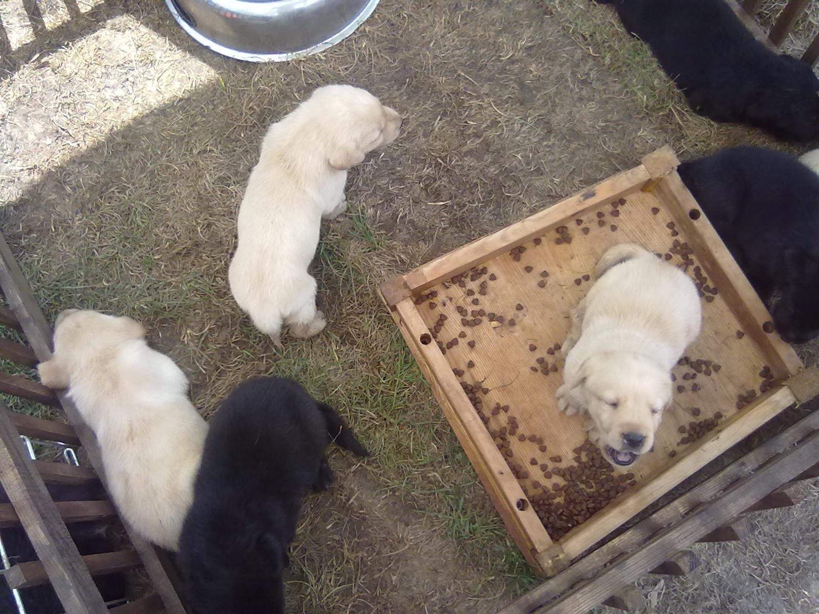 GOLDEN & LABRADOR RETRIEVER